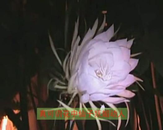 昙花一现-2015科学影像节作品--中国数字科技馆